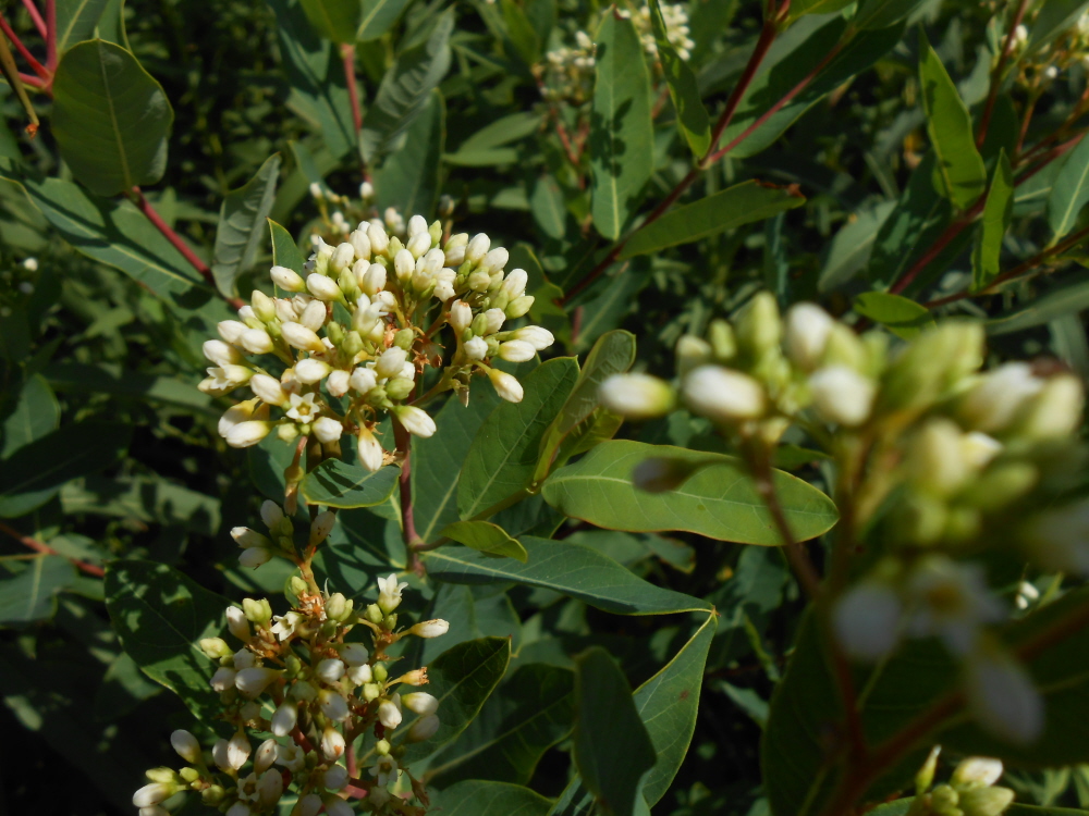 The Lucas Countyan: Bane of the dog