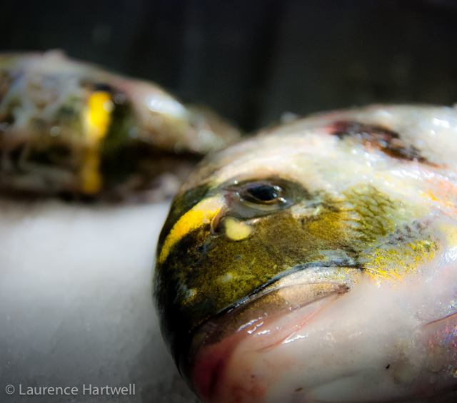 Through the Gaps! - Newlyn Fishing News: Get fed up today - with # ...