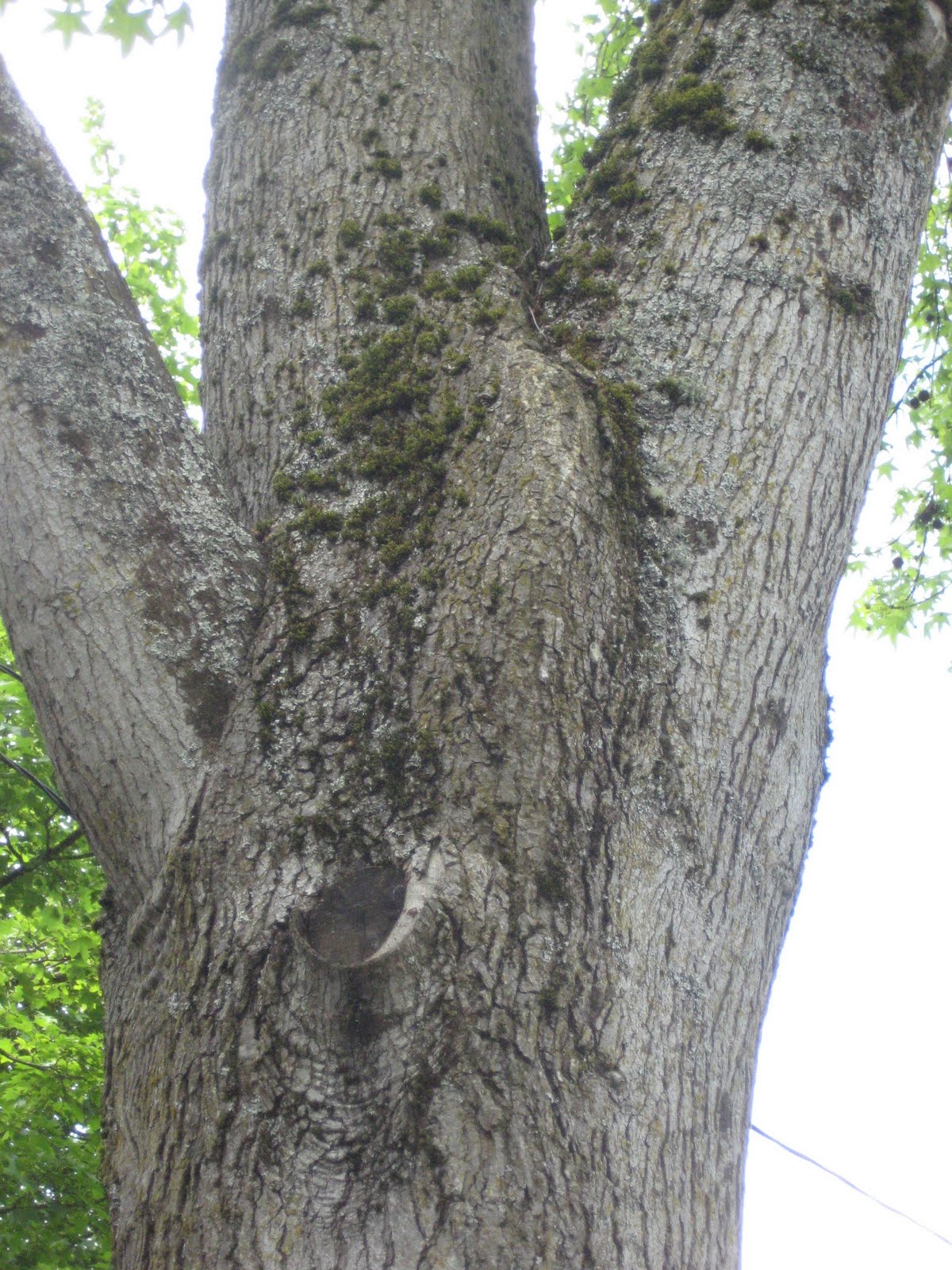 Living on a Finite Planet: Tree Problem 8: Sweet Gum with double leader