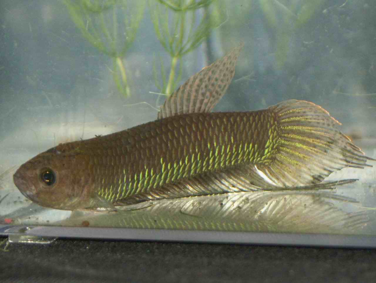 Slender Betta - Betta bellica ~ Nice Betta