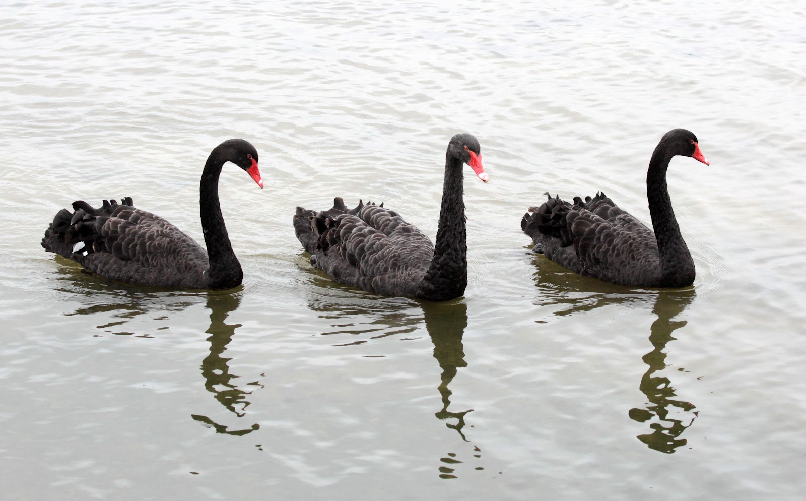 BO629HR: Witte Zwanen, Zwarte Zwanen