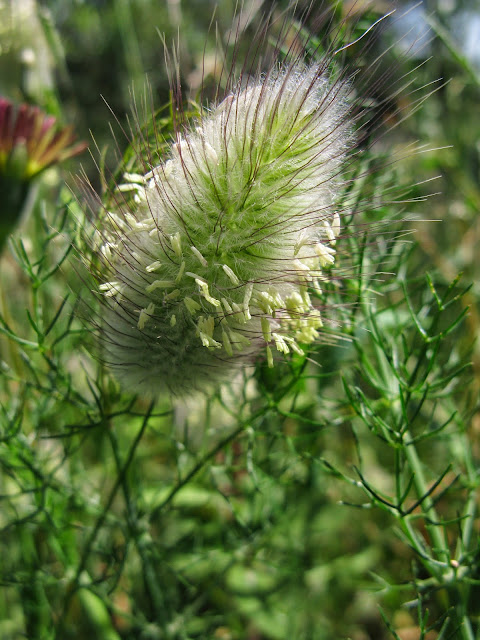 Flores y Palabras: Cola de liebre