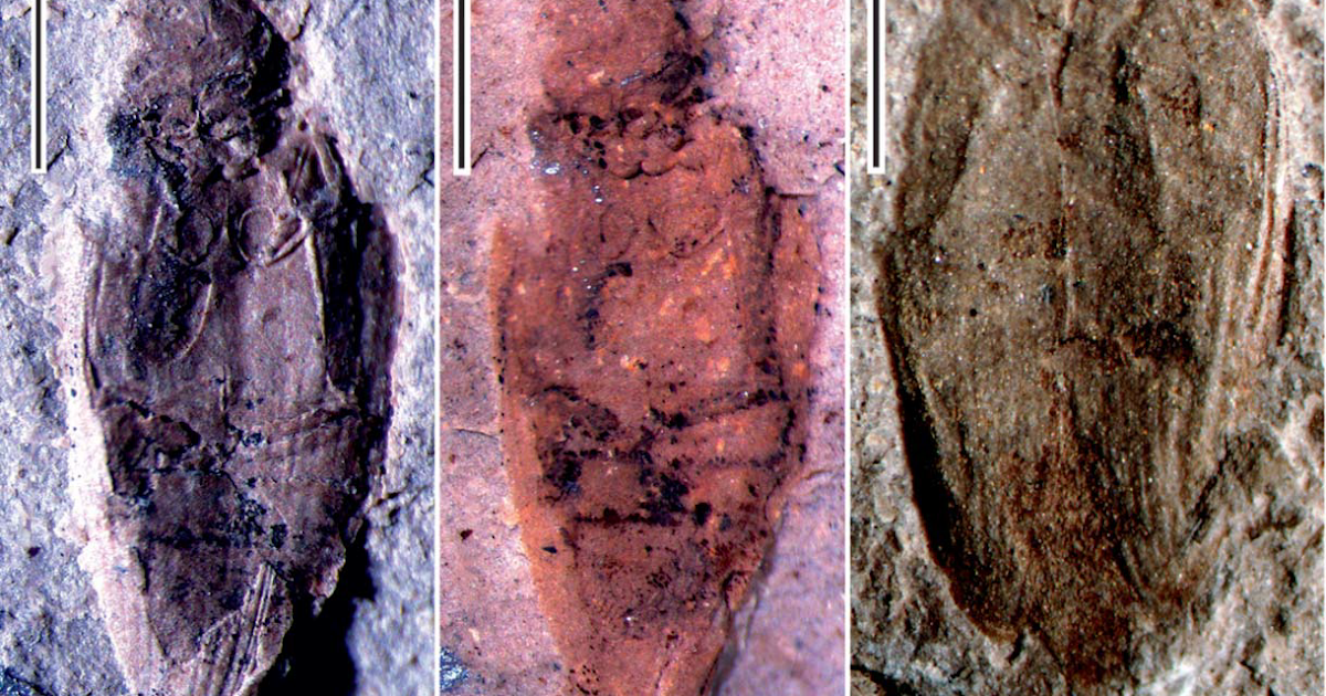 Notonuphar Antarctica New Species Of