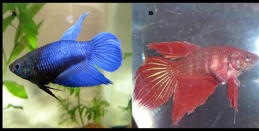 Play Aquarismo: Como identificar ''Tipos'' de Bettas Fêmeas!