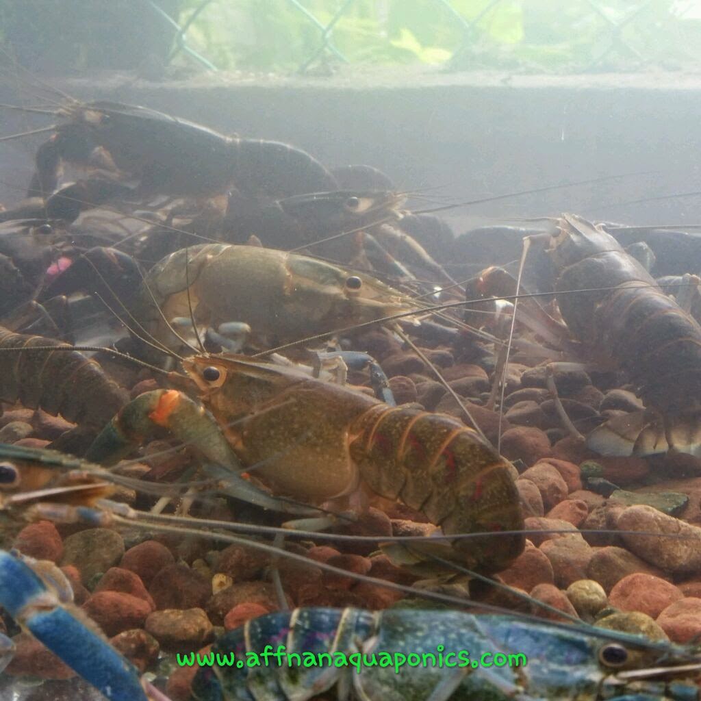 Affnan's Aquaponics: Fresh Water Red Claw