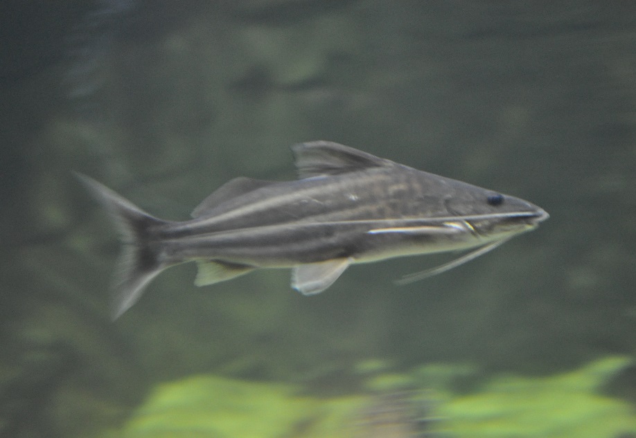 ZOOTOGRAFIANDO (6.100 ANIMALS): BAGRE BLANCO (Pimelodus albicans)