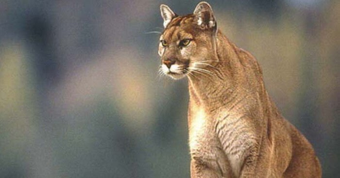 Puma - True Wildlife Creatures