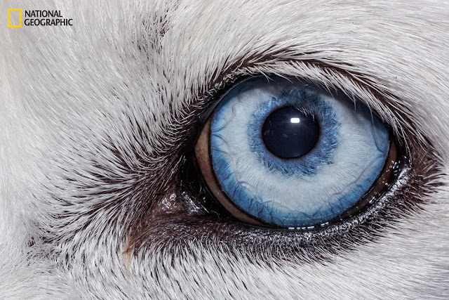 White Wolf : National Geographic takes a fascinating close-up look at ...