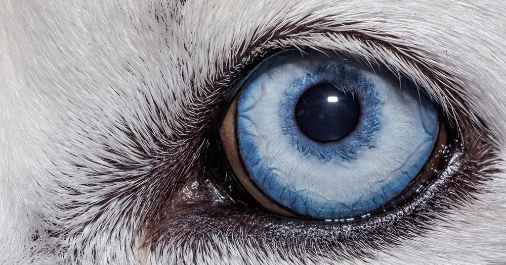 White Wolf : National Geographic takes a fascinating close-up look at ...