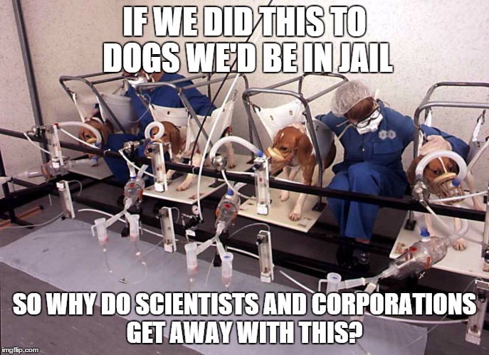 Joy of Vegan: animal testing memes to share