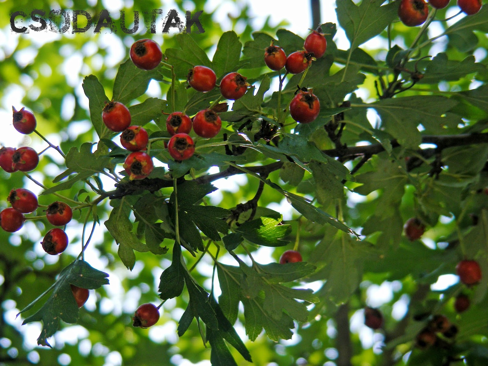 CSODAUTAK: Egybibés galagonya (Crataegus monogyna)