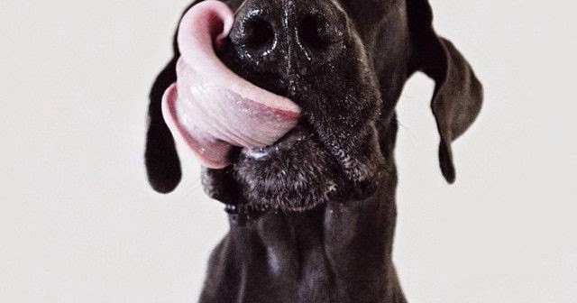 Meu Cachorro Não Parar De Lamber Dicas