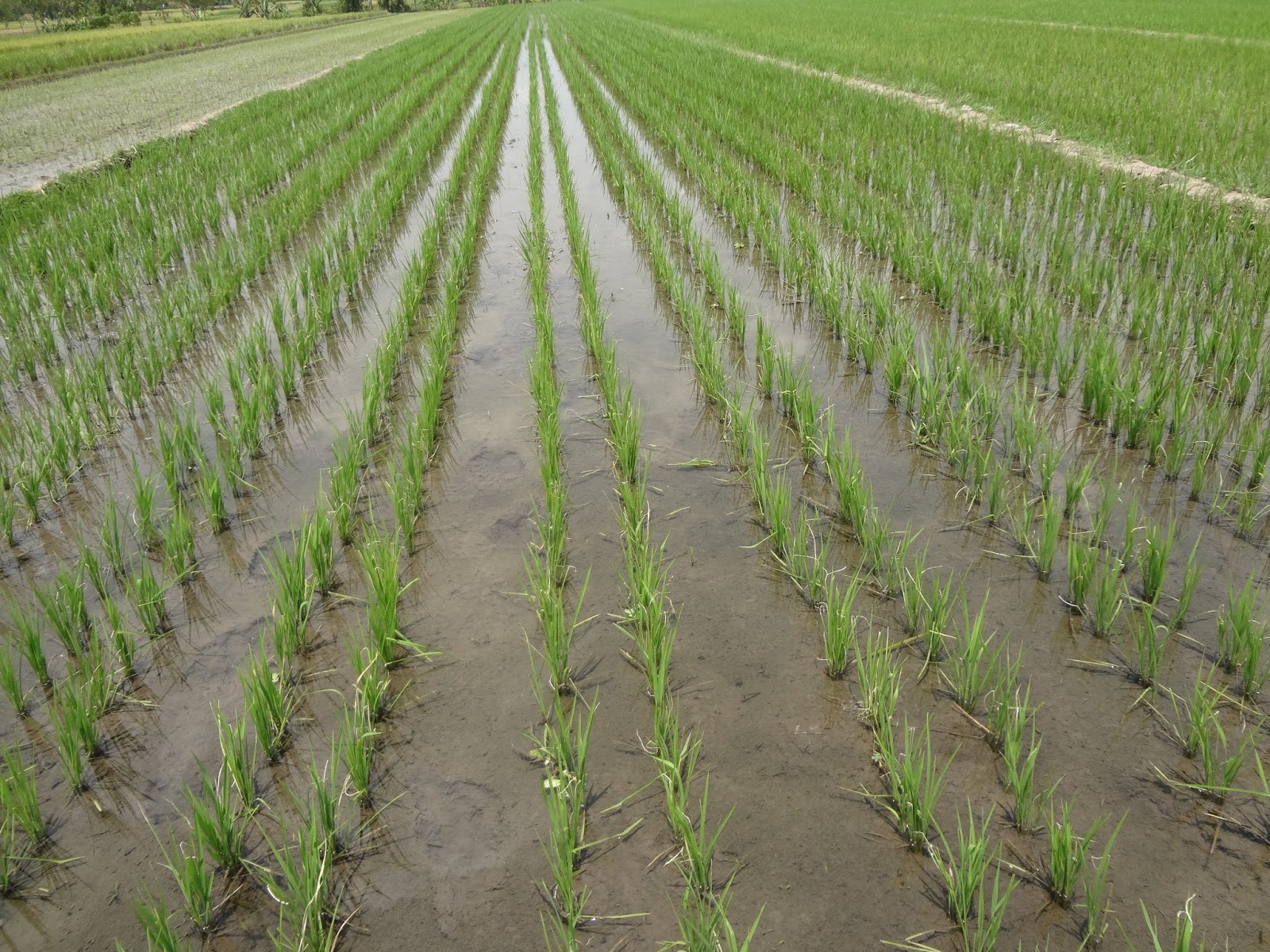 UPSUS PAJALE KECAMATAN POLANHARJO: SISTEM TANAM PADI JAJAR LEGOWO 2 : 1 ...
