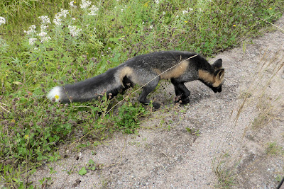 Ann Brokelman Photography: Cross Fox, Norris Point, Newfoundland Sept 2013