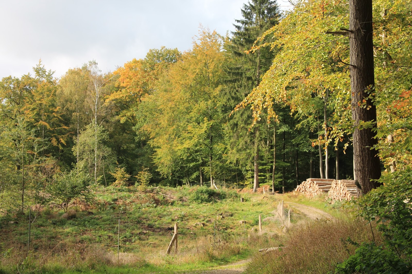 Vandringsløse Tidende: Bidstrup Skovene Nord