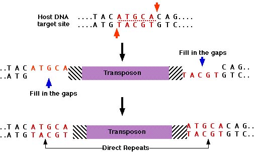 El-Biologo-Confundido: RESUMEN DE "TRANSPOSONES"