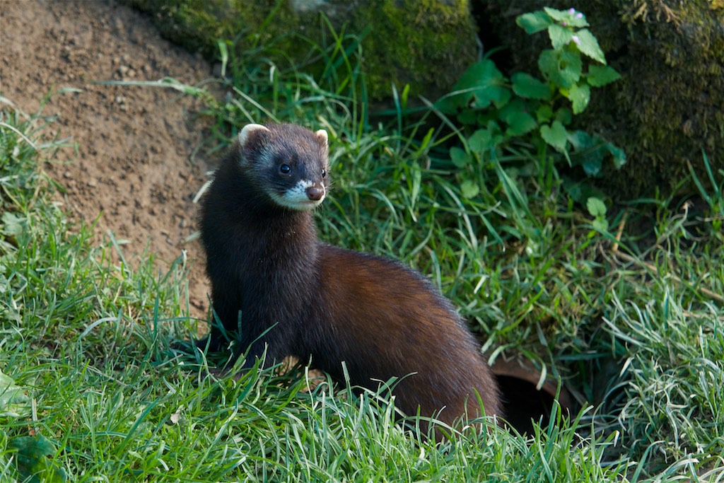 British Wildlife Centre ~ Keeper's Blog: Polecat Release