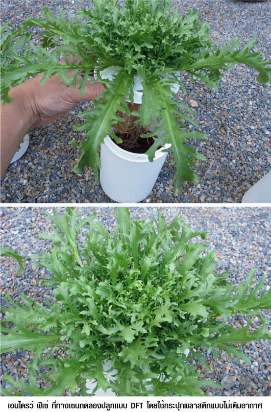 ZEN HYDROPONICS: เอนไดว์ ไฟร์ซี (Endive Frisee)