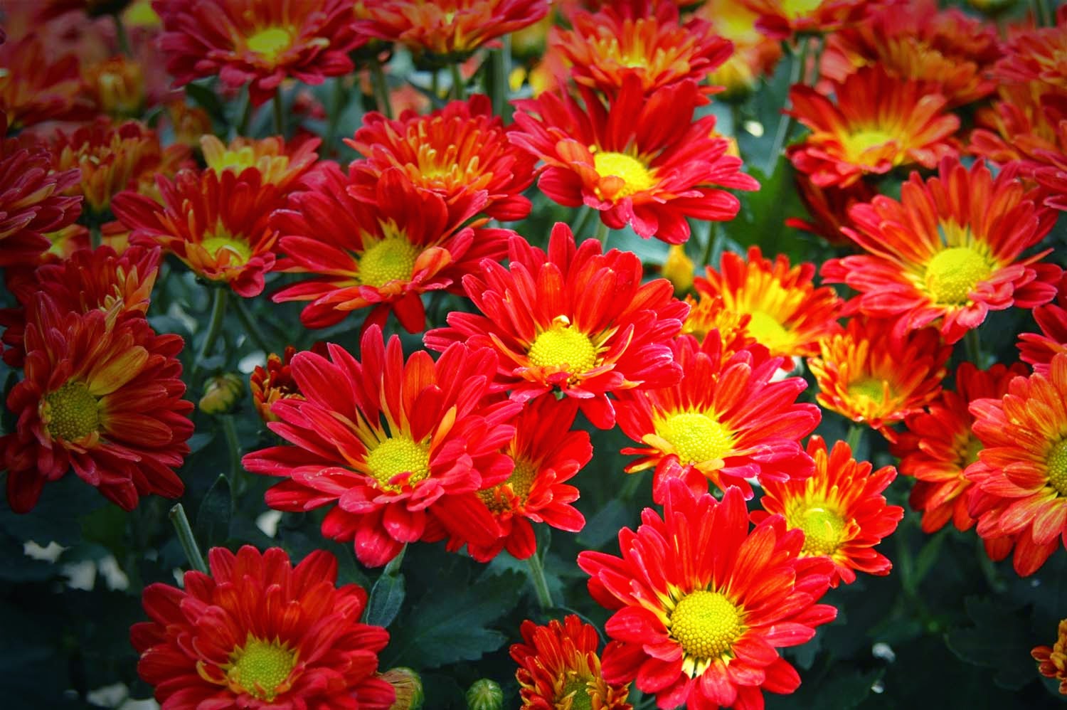 Sejarah dan Manfaat Berbagai Macam Bunga: Sejarah & Manfaat Bunga Krisan