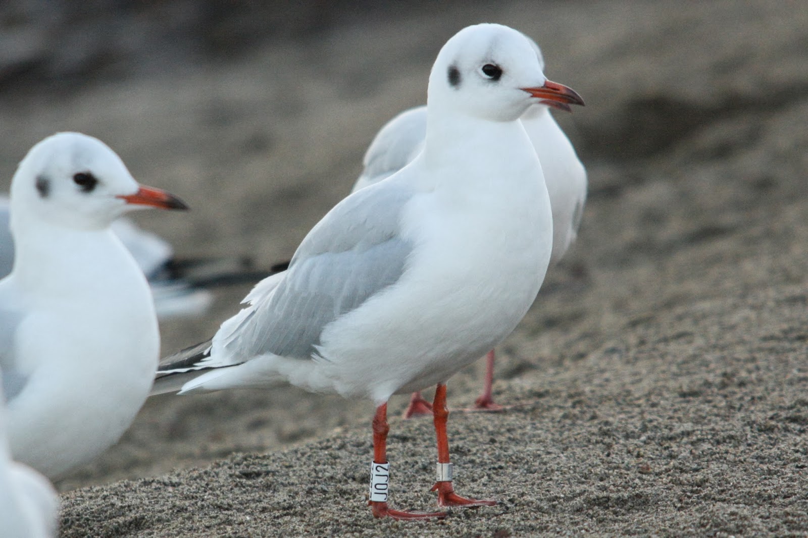 Tallaght Gulls + Rings: December 2013