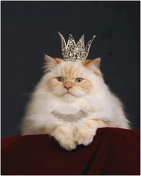 Persian cats breed: Persian Cats Breed