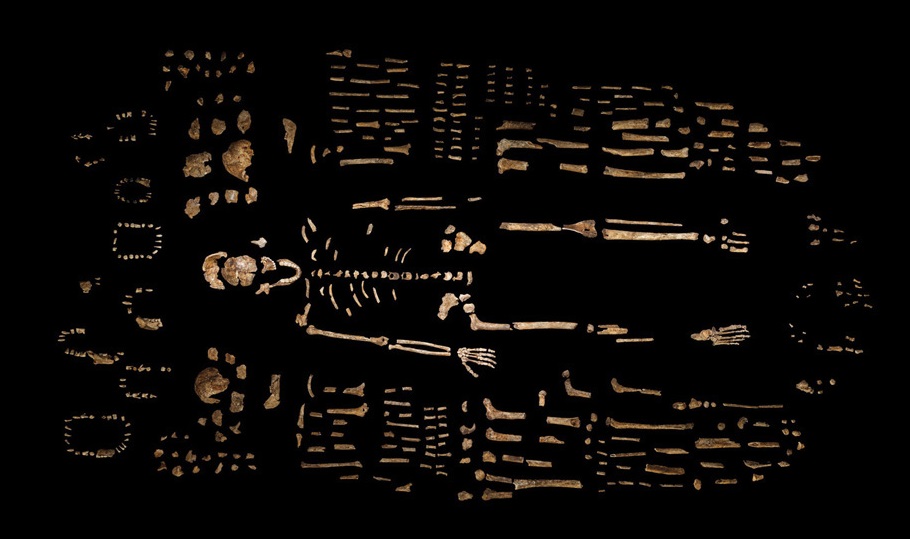 Species New to Science: [PaleoAnthropology • 2015] Homo naledi • A New ...
