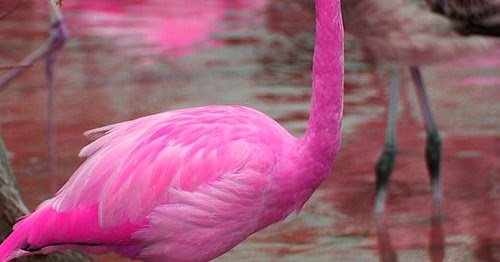 Cards4ubyLouise and Other Treasures: Flamingo's in Color