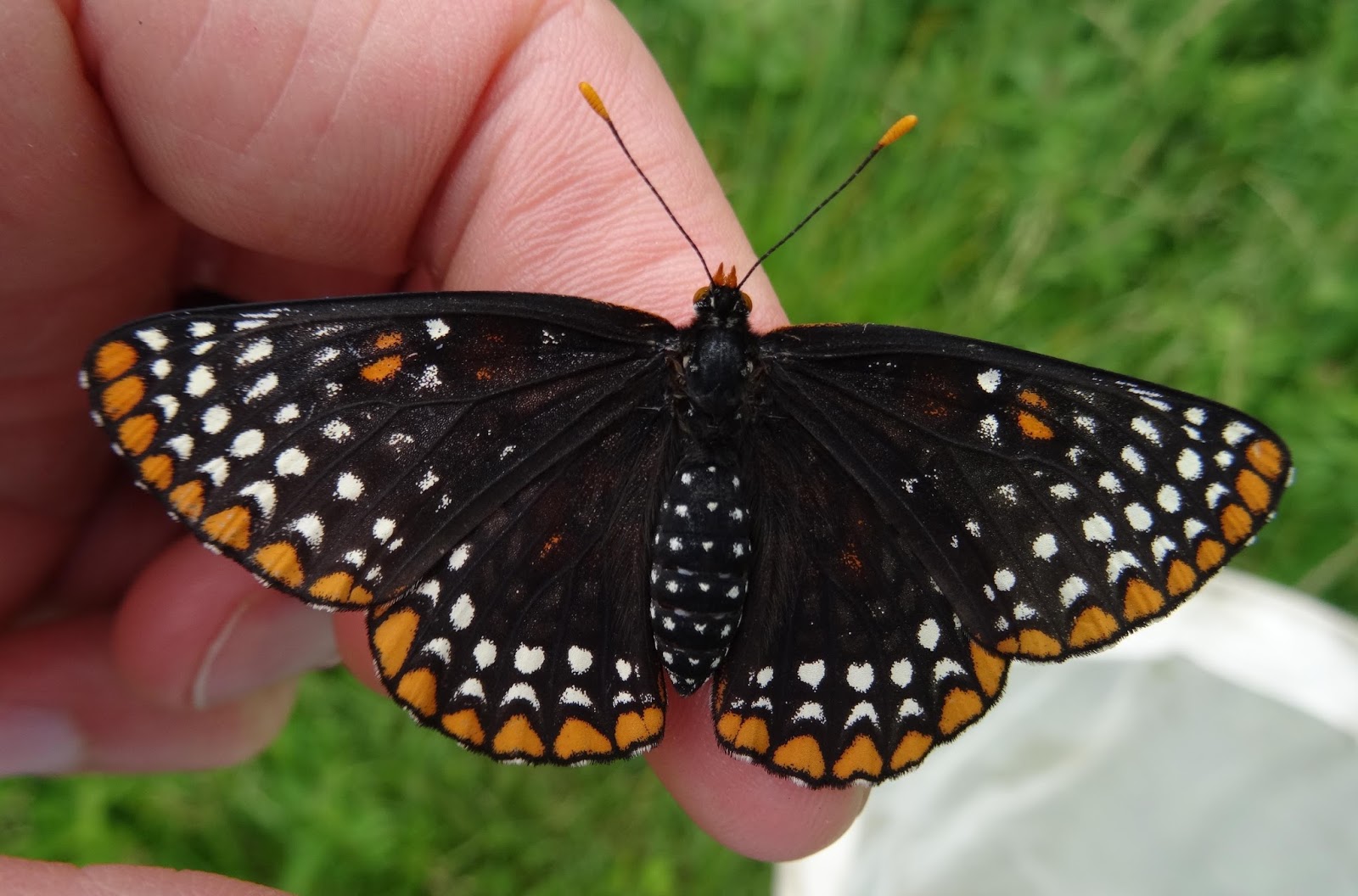 Nathan's Nature Adventure Blog: Baltimore Checkerspots!