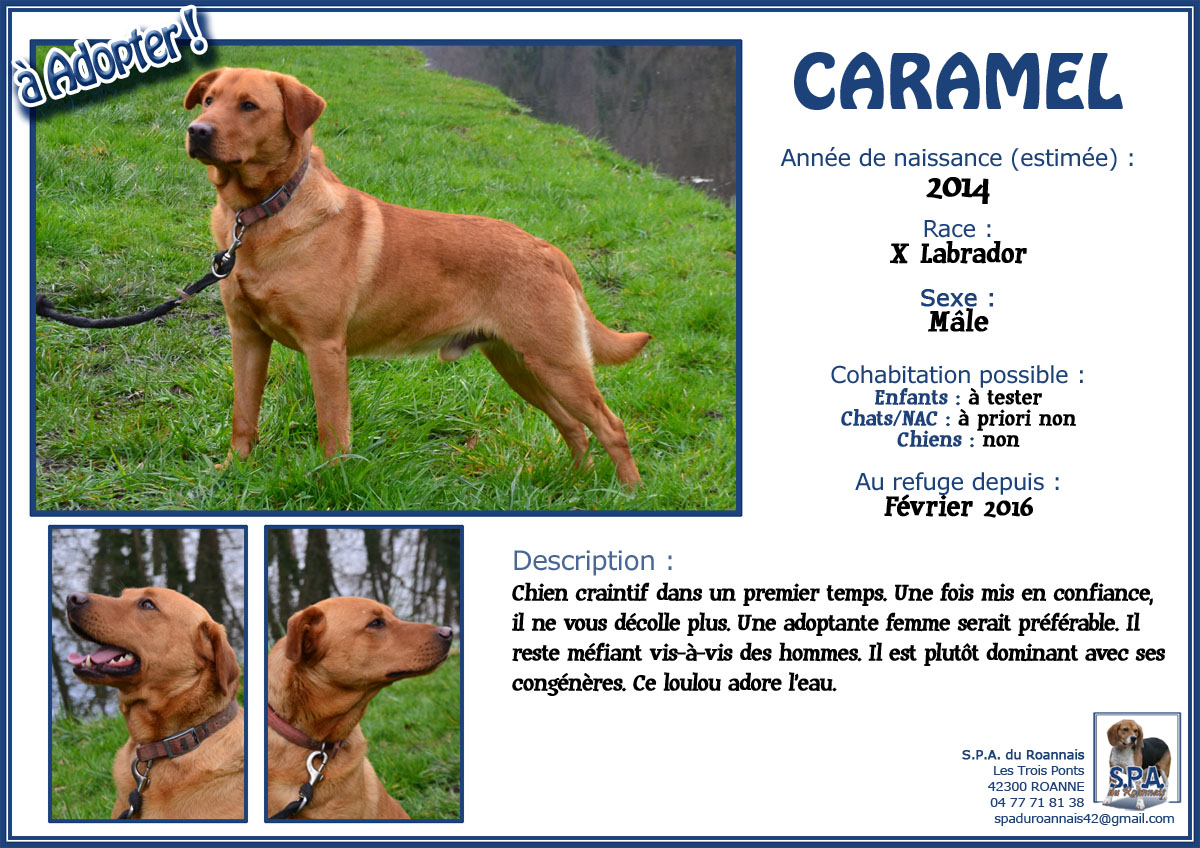 CARAMEL - x labrador fauve 4 ans - Spa du Roannais à Roanne (42)