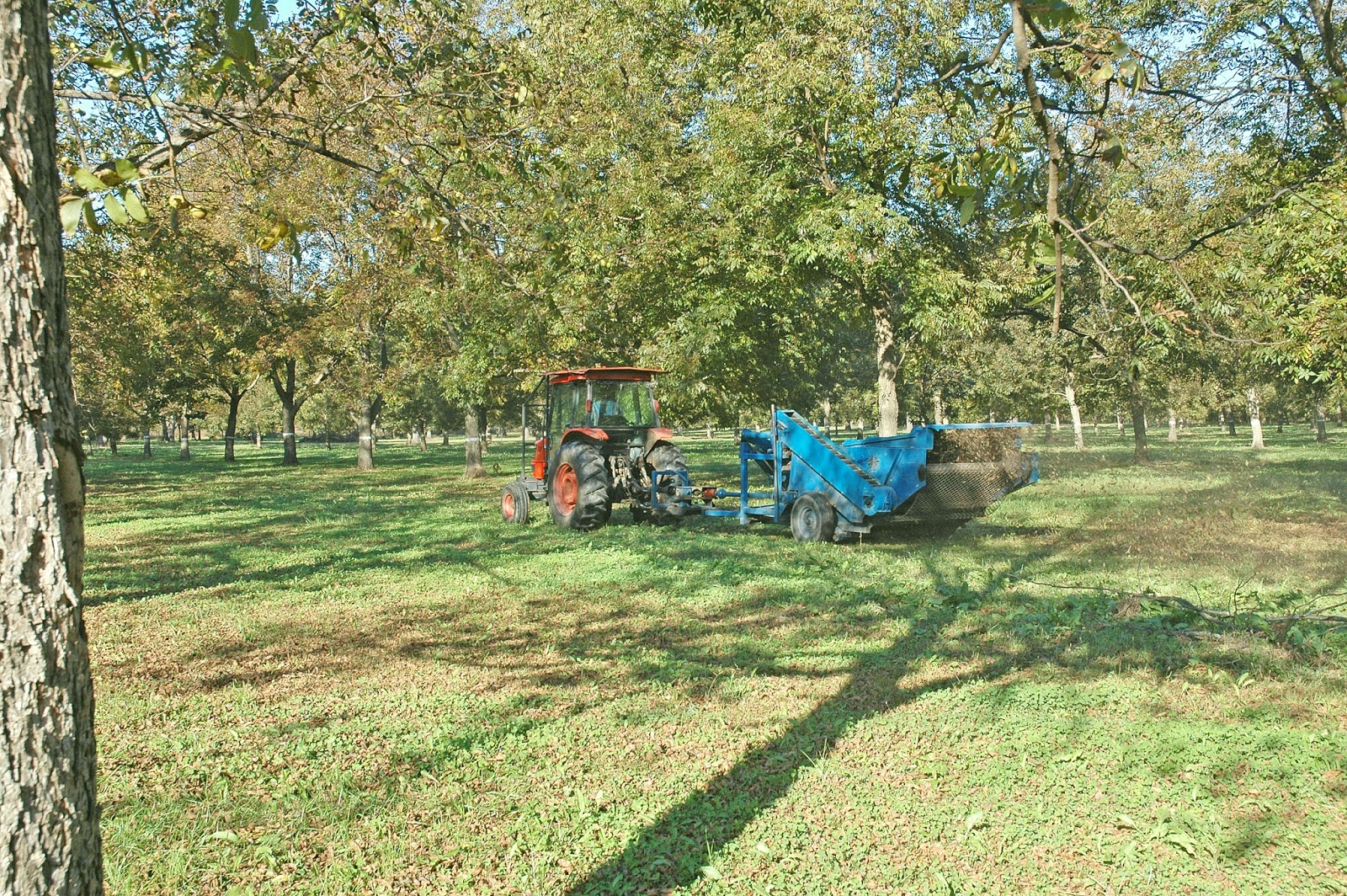Northern Pecans: Testing out our harvest equipment