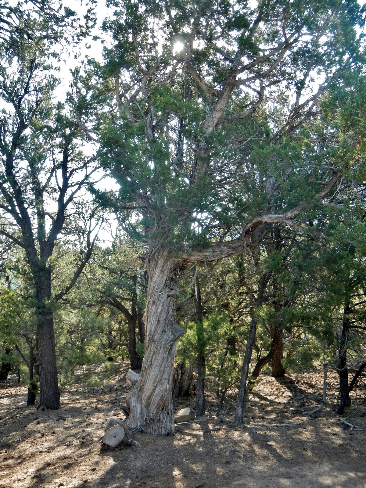 The Southwest Through Wide Brown Eyes: The Much Awaited Shay Ridge/Shay ...
