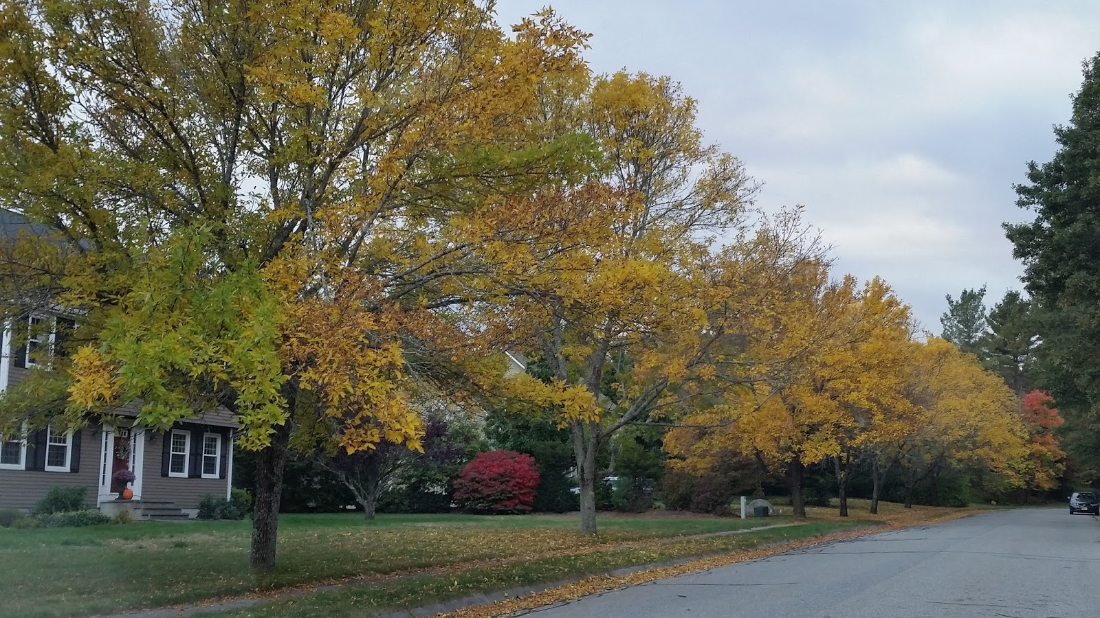 Franklin Matters: more Franklin fall foliage photos