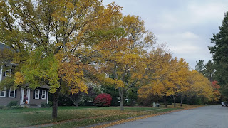 Franklin Matters: more Franklin fall foliage photos