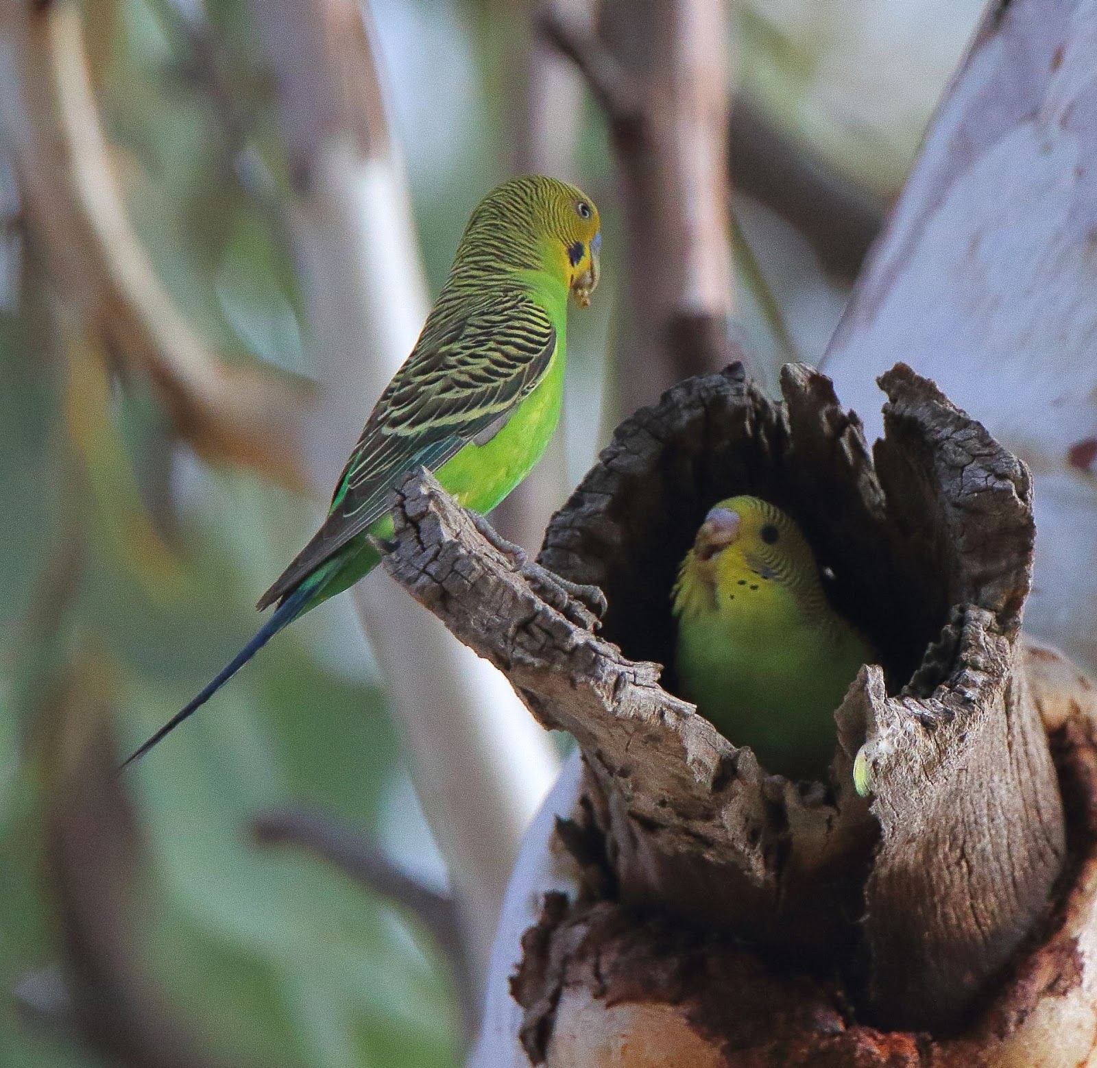 Richard Waring's Birds of Australia: Baby Budgies in the hollows