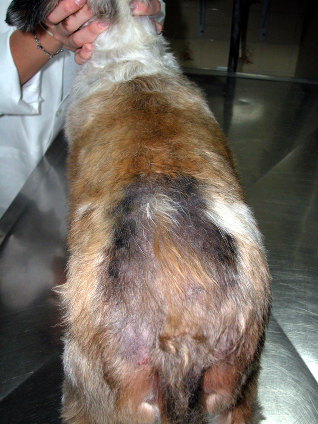 Animal Care: DAPP (dermatite alergica a picada de pulga )