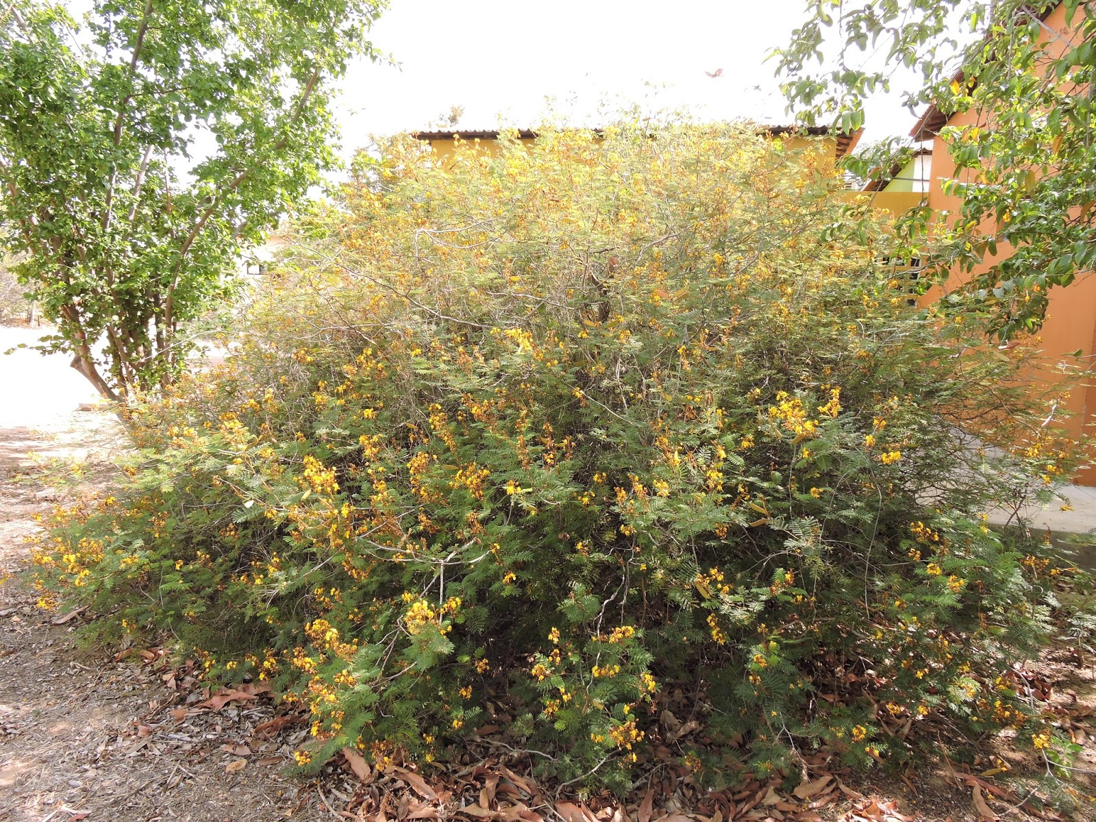 Fabaceae - Leguminosae no Brasil: Fabaceae - Cenostigma microphyllum ...