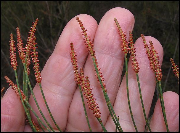 Flora of the Pilliga Forests: Allocasuarina diminuta subsp. diminuta