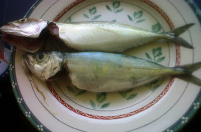 Berbagai nama lain dari ikan Malalugis