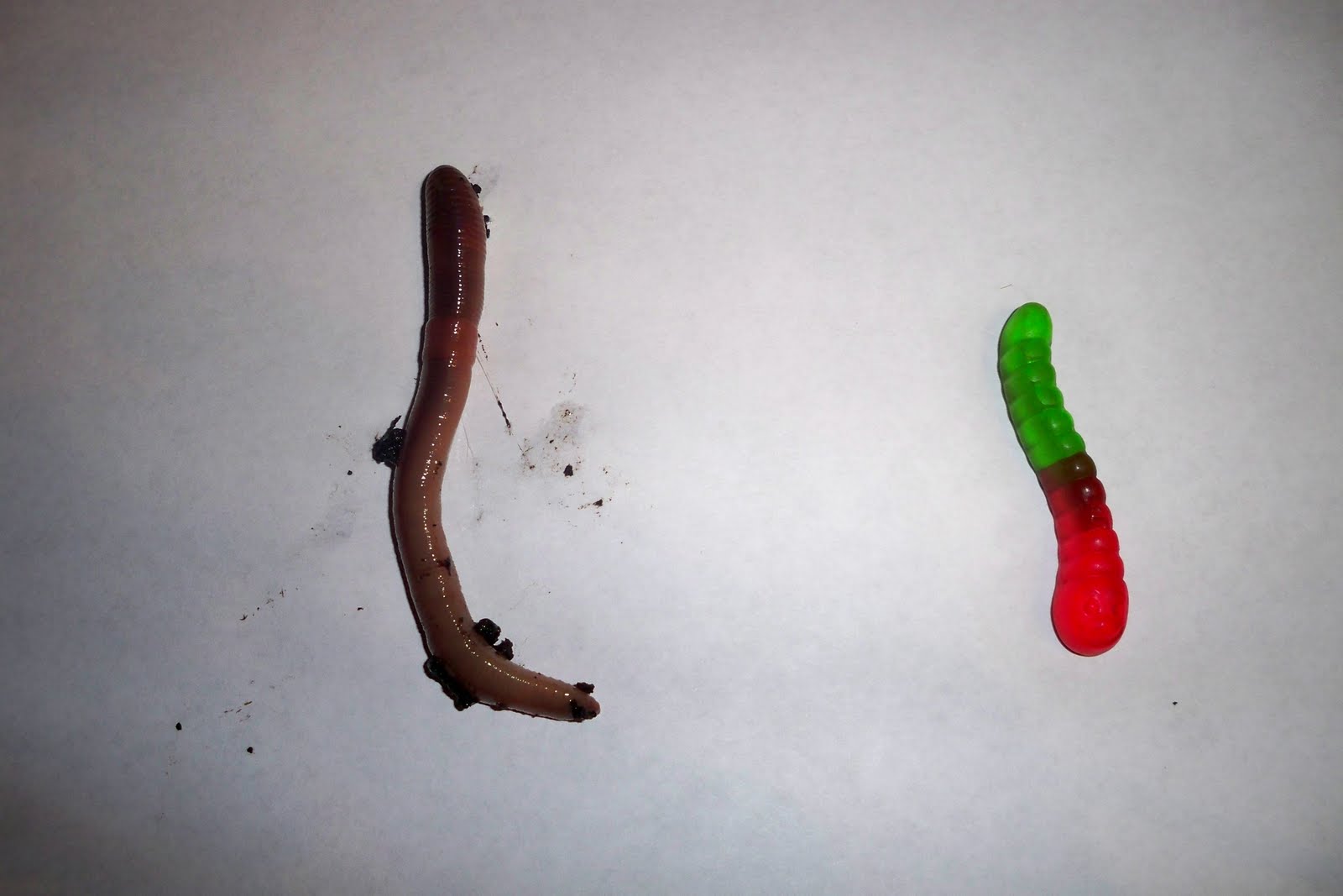 Earthworms | First Grade Shenanigans