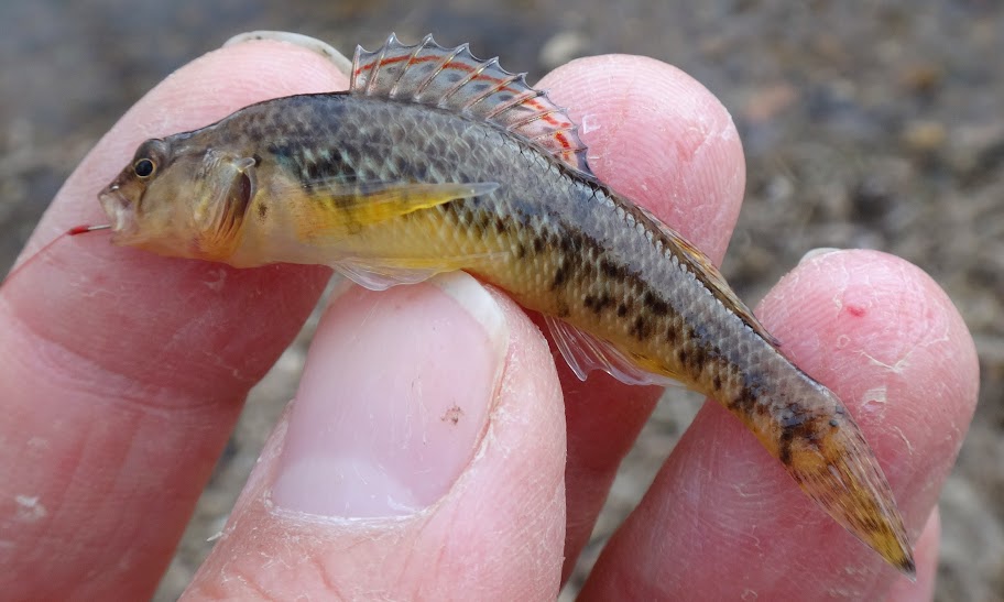 Ben Cantrell's fish species blog: Tennessee winter microfishing