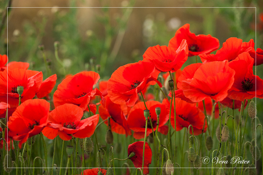 Artifactum ver@bilis Blog: Textur Juni 2013