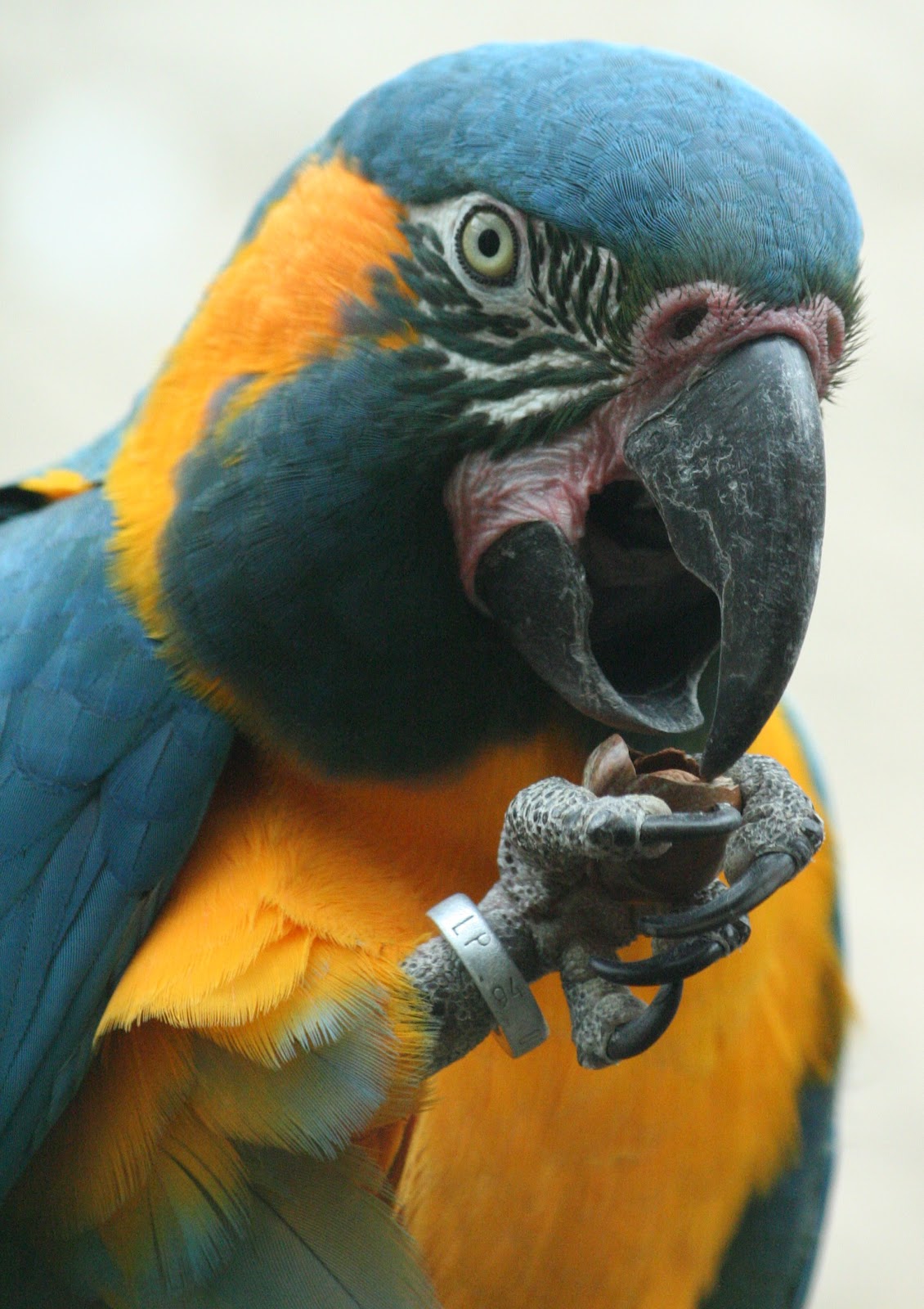 Ryan Birchall Photography: Close up Animal Photography