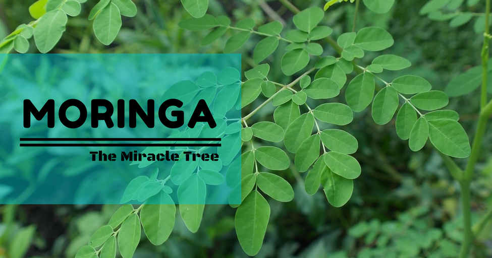 My Hometown Flavors: KELOR - MORINGA (BAHASA INDONESIA)