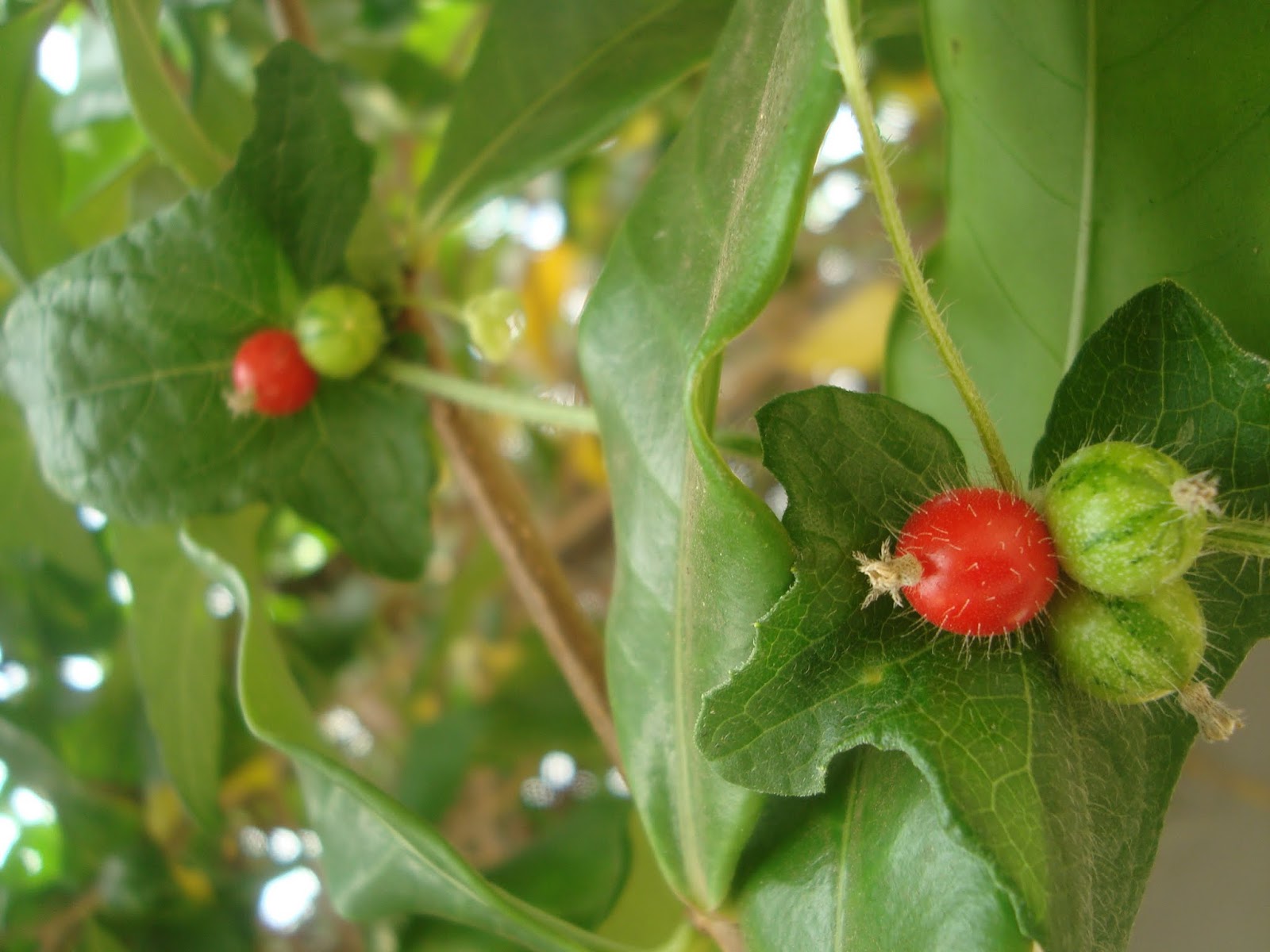 NATURAL PHOTOS AND WALLPAPERS: MUSUMUSUKAI LEAF WALLPAPERS