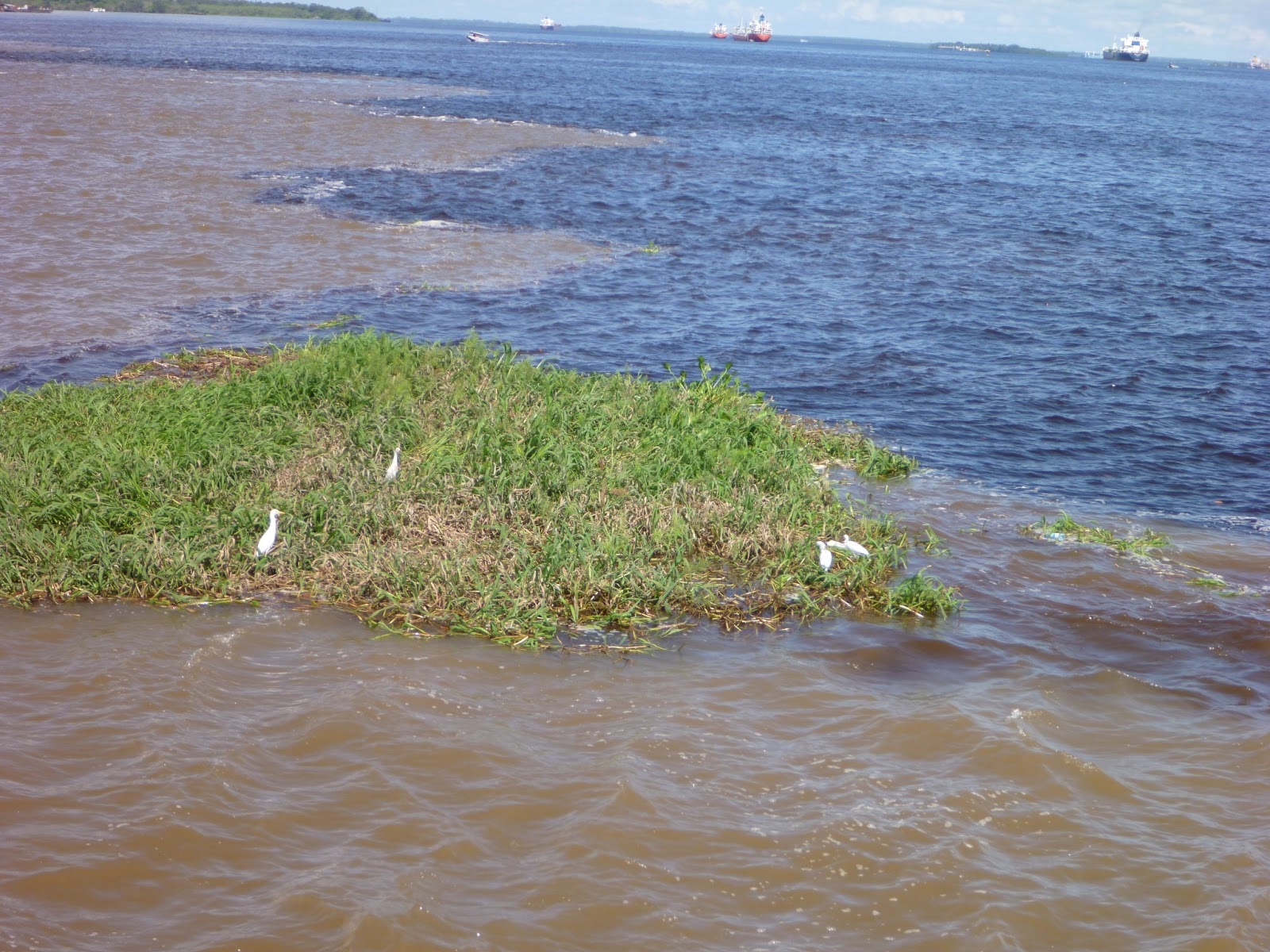 South of America: A Year in Sao Carlos, Brazil