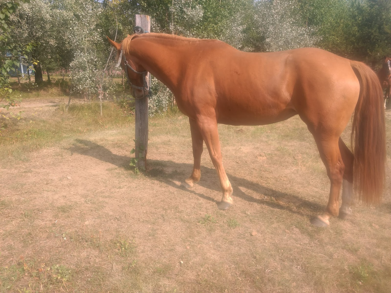 Horsesetcthoughts: Inverted horse/Marigold