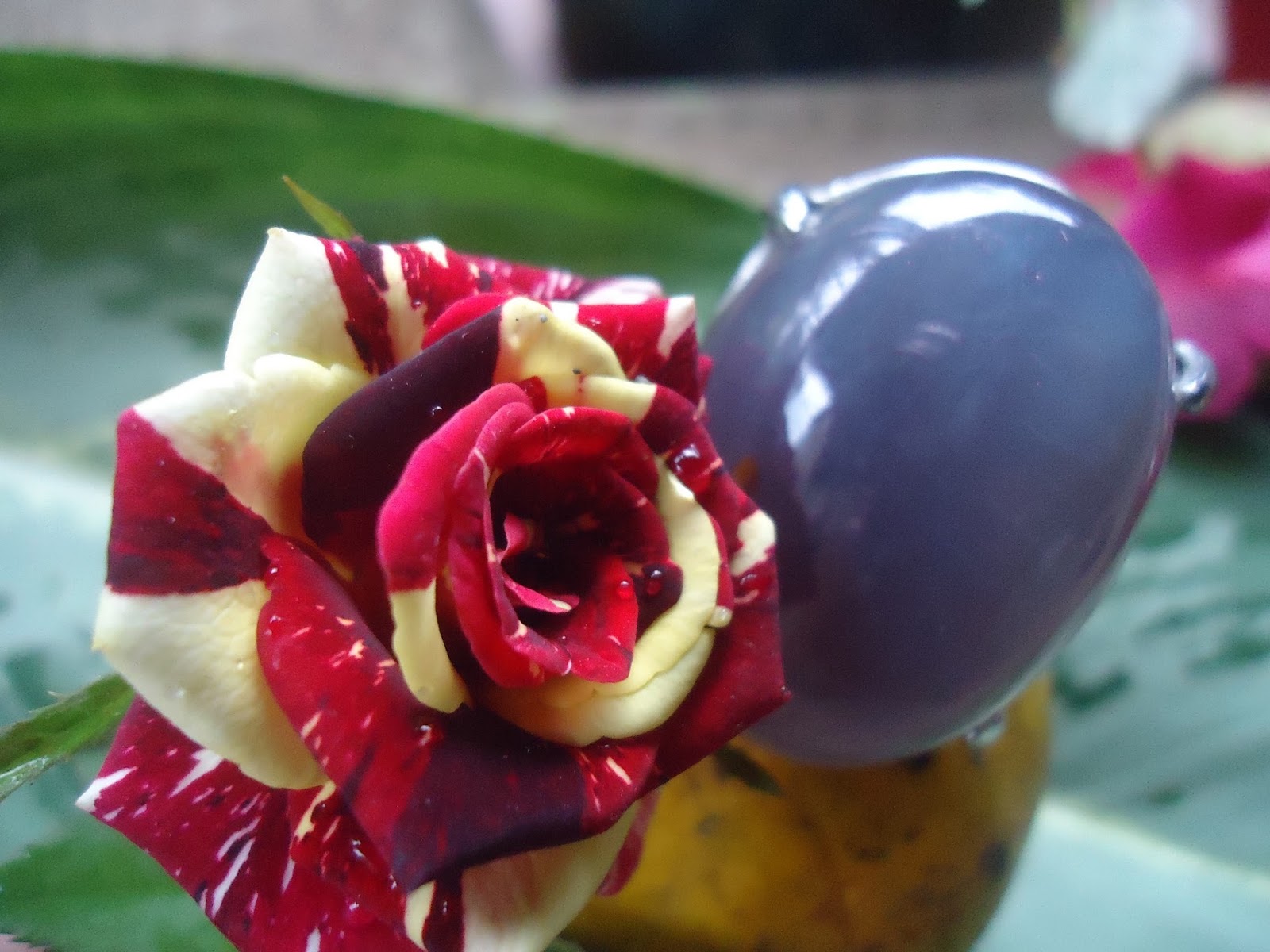 Wallpaper Bunga Mawar Pelangi dan Pesona Batu Mulia - Rumah Daun Muda