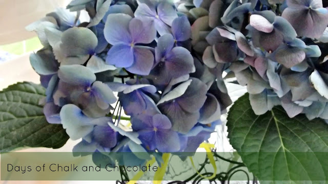 Blue Hydrangeas and Playing With PicMonkey | Days of Chalk and Chocolate