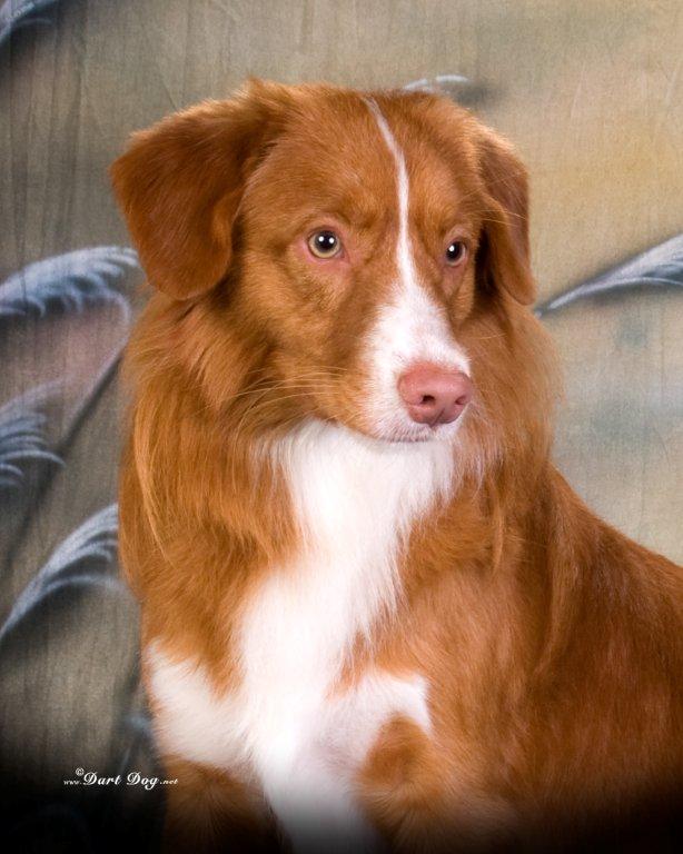 Toller Dog Blog: November 2012