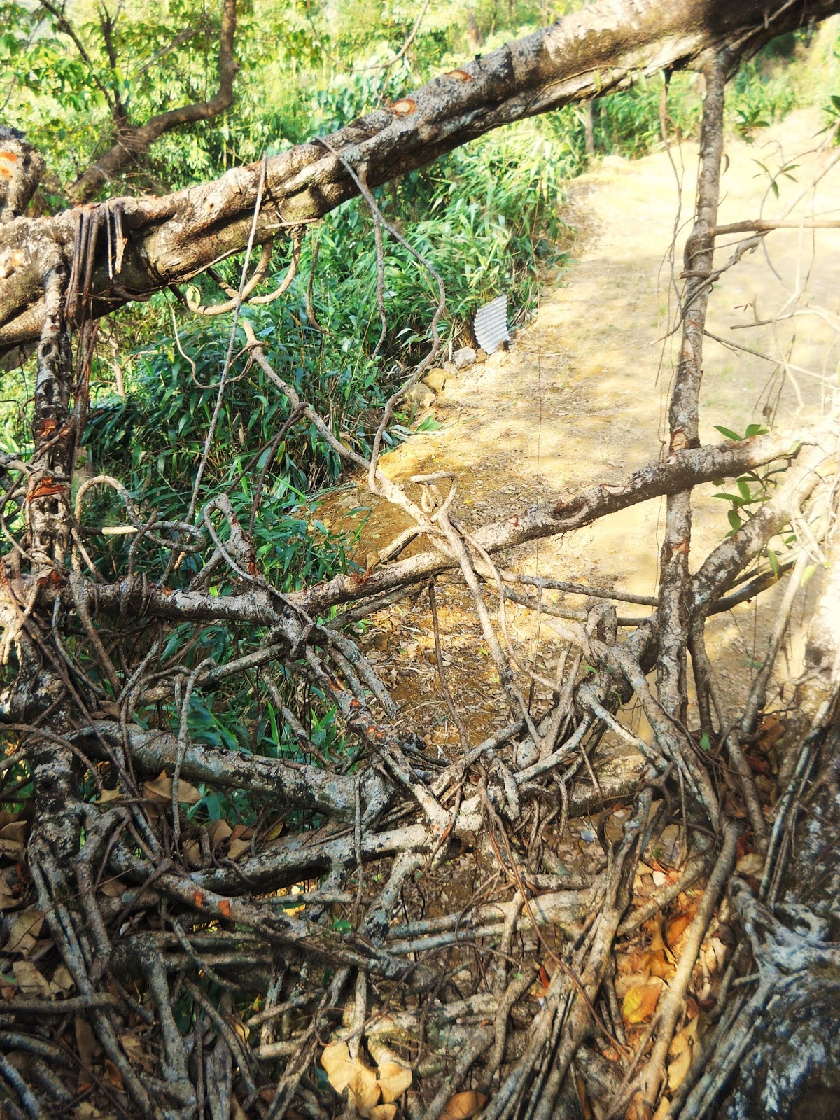 evenfewergoats: The Undiscovered Living Root Bridges of Meghalaya Part ...